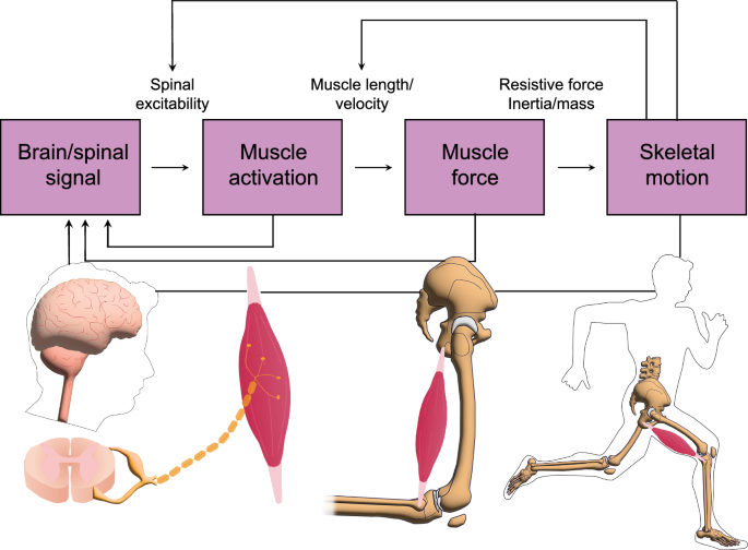 Hamstring Injury Mechanisms and Eccentric Training-Induced Muscle ...