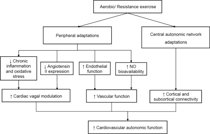 Effects of Exercise on Autonomic Cardiovascular Function in Older ...