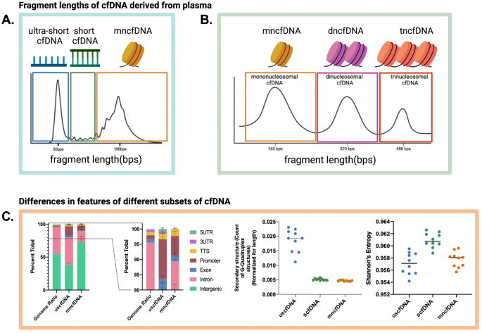 Cell-Free DNA: Features and Attributes Shaping the Next Frontier in ...