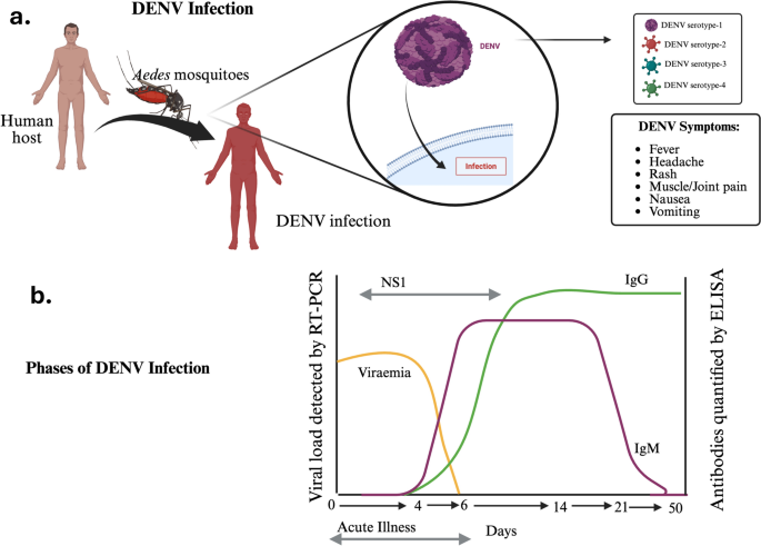 Dengue Fever Diagnosis: Performance Characteristics of Current Tests ...
