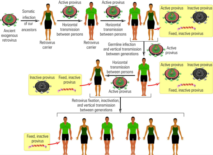 Retroviral Remnants in the Human Genome: Classification, Integration ...
