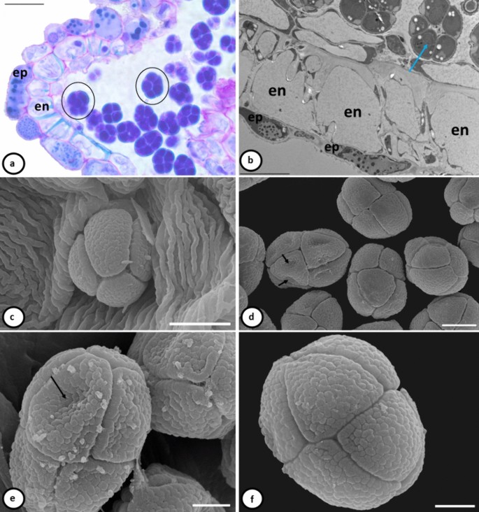 Morphological insights into the pollen–stigma interaction in Mimosa ...