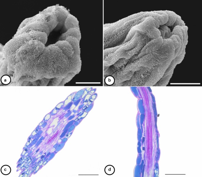 Morphological insights into the pollen–stigma interaction in Mimosa ...