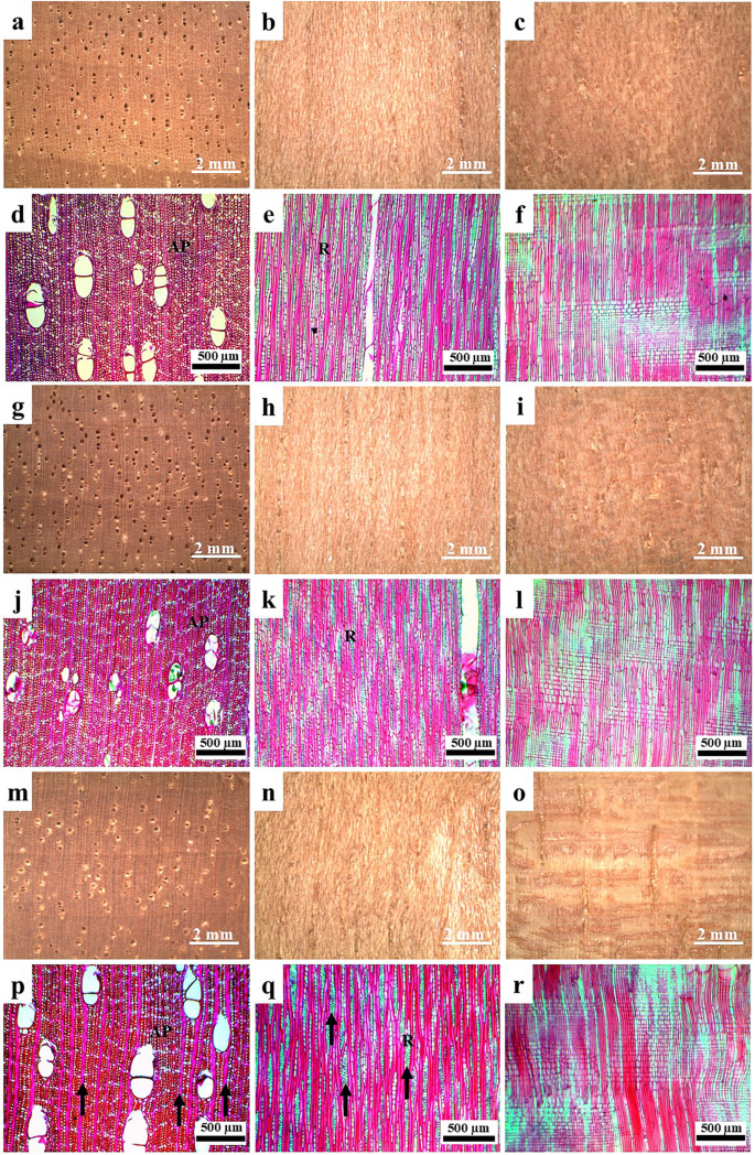 The anatomy of wood is an essential tool for mitigating errors in the ...
