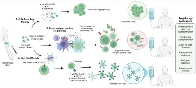 Cellular Therapies in Transplantation – Regulatory T Cell Therapies and ...