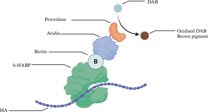 Radiofrequency and targeted ultrasound enhance natural hyaluronic ...