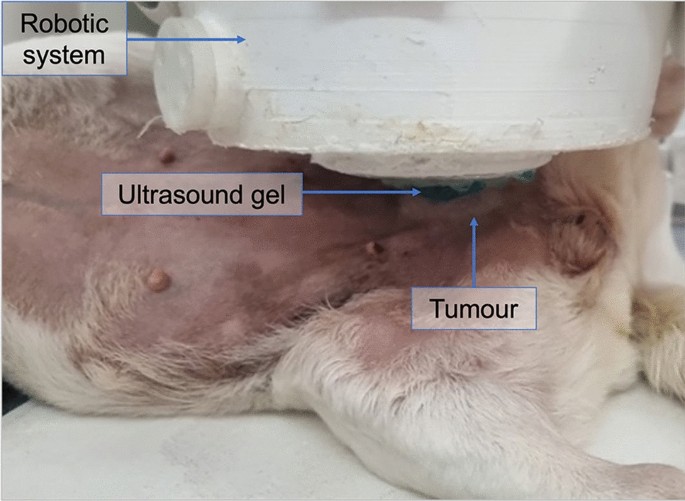 Veterinary pilot study on focused ultrasound treatment of spontaneous ...