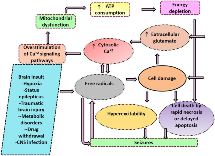 Status Epilepticus: an Overview for Neuroscientists | Current ...