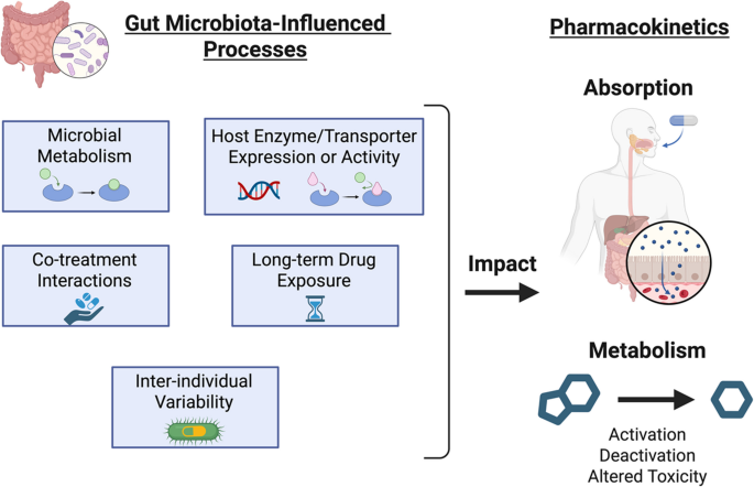 Impact of Gut Microbiota on Drug Metabolism and Absorption | Current ...