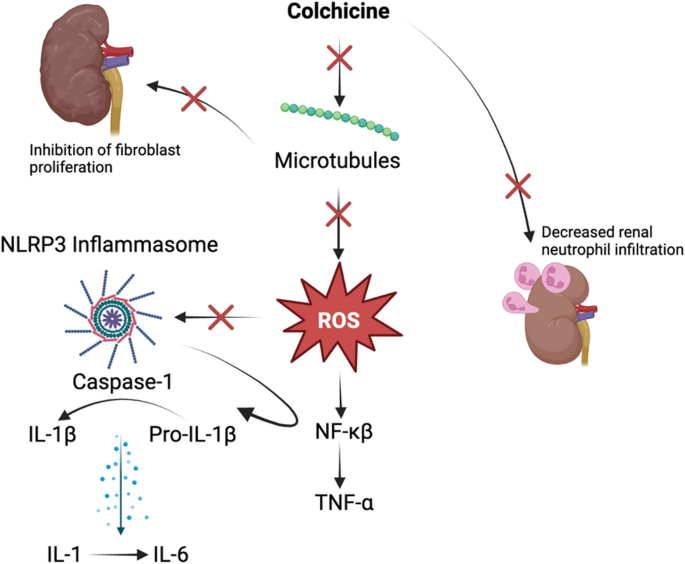 New Use for an Old Medication: Colchicine, a Novel Therapeutic for ...