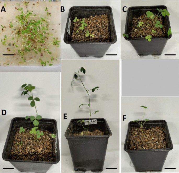 Plant growth-promoting rhizobacteria (PGPR) native to African yam bean ...
