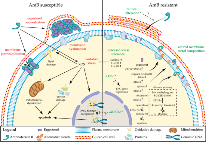 Candida auris Resistance Mechanisms to Amphotericin B Alternative ...
