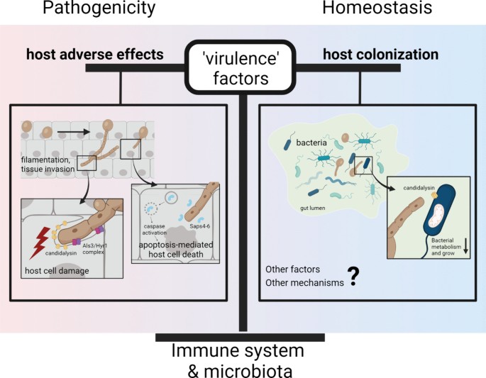 Candida albicans Virulence Traits in Commensalism and Disease | Current ...