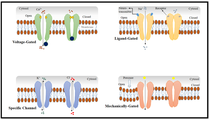 Ion Channels and Regulation of Insulin Secretion in Beta-Cells ...