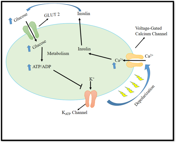 Ion Channels and Regulation of Insulin Secretion in Beta-Cells ...