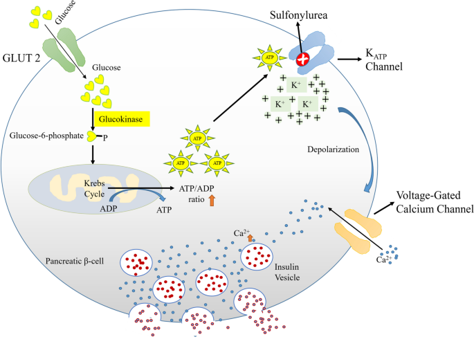 Ion Channels and Regulation of Insulin Secretion in Beta-Cells ...