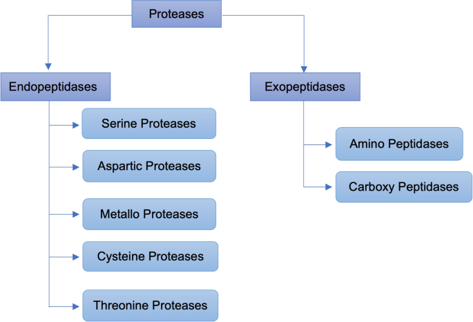 Proteases as Therapeutics in Cancer | Current Molecular Biology Reports