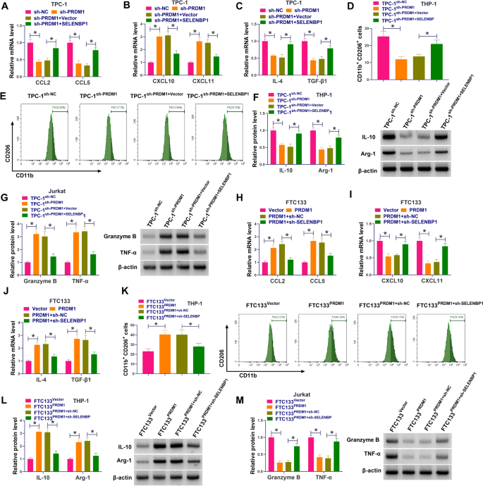 PRDM1 promotes the ferroptosis and immune escape of thyroid cancer by ...