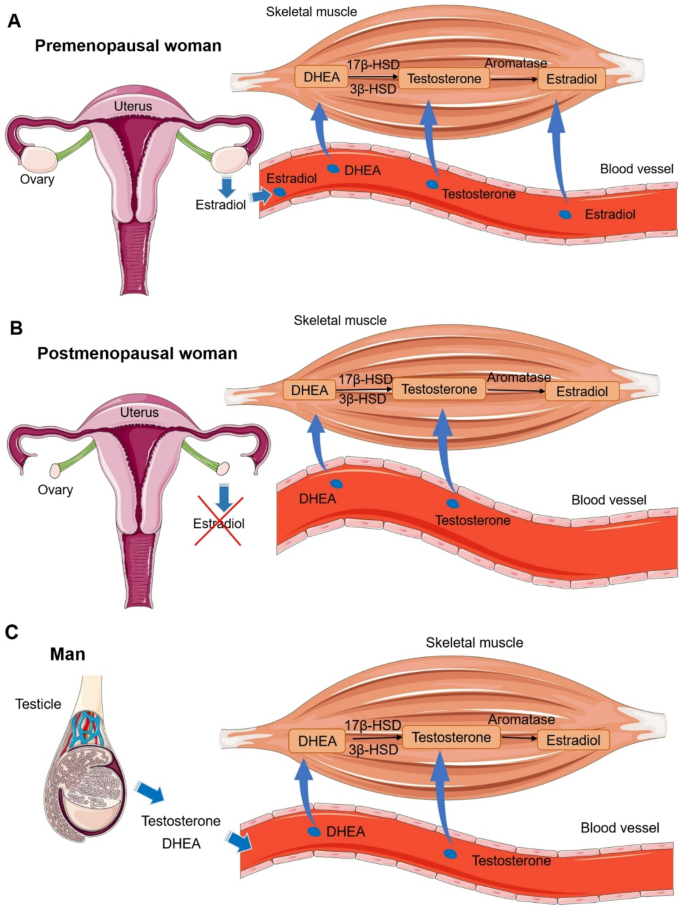 Estrogen in skeletal muscle: metabolism, mechanisms, and exercise ...