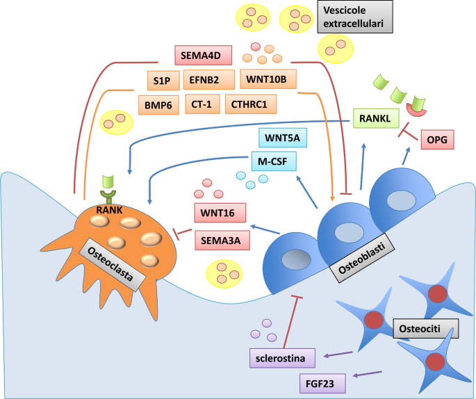 Ormoni e citochine ossei target delle terapie dei disordini osteometabolici e dell’osteoporosi ...
