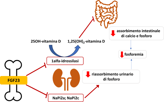 Ormoni e citochine ossei target delle terapie dei disordini ...