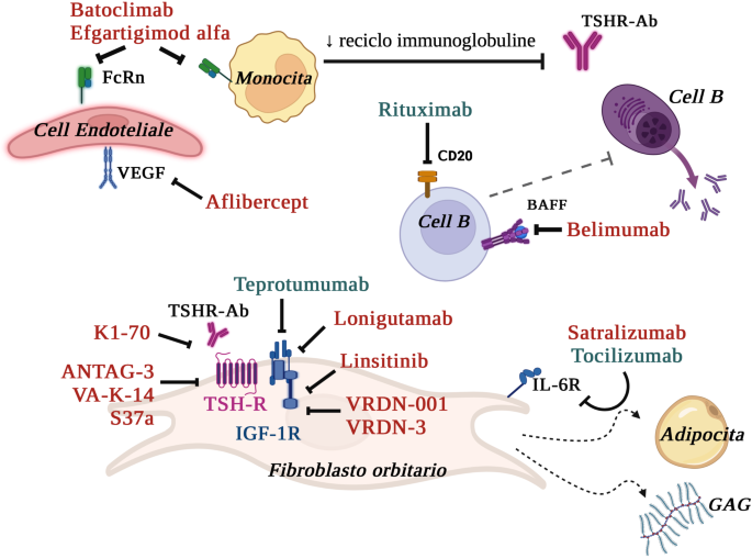 Farmaci biologici per l’orbitopatia basedowiana: recenti sviluppi tra ...