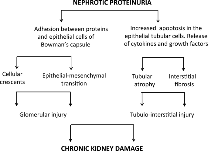 Nephrotic syndrome: pathophysiology and consequences | Journal of ...