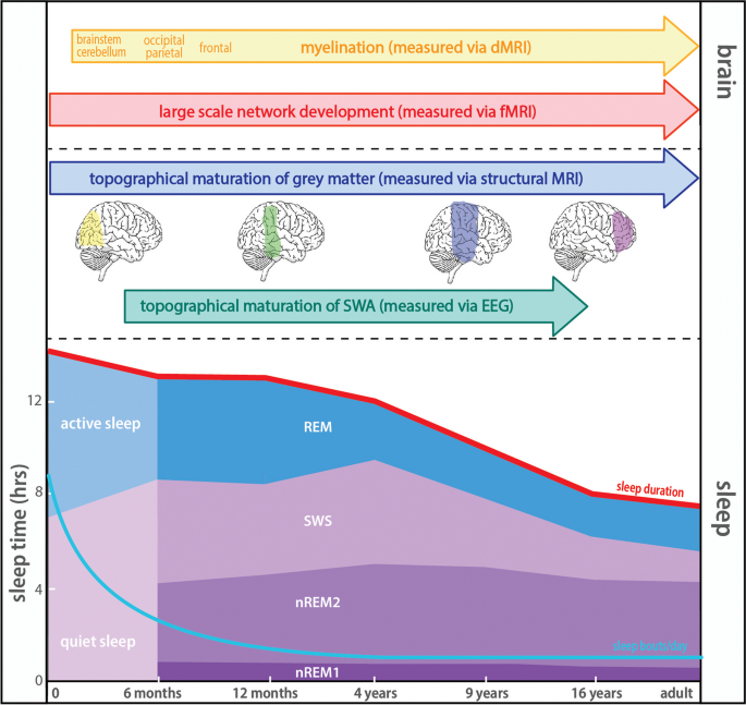 The importance of sleep for the developing brain | Current Sleep ...