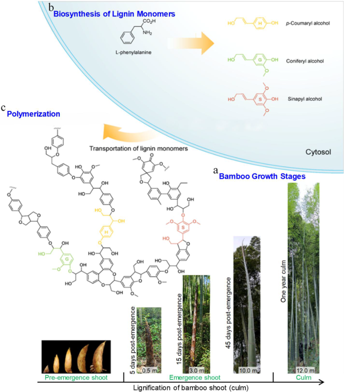 Lignin Biosynthesis and Genetic Regulation in Bamboo: Toward Cell Wall ...