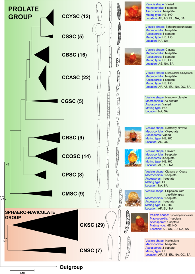 Taxonomy, Distribution and Dispersal of Calonectria Species: Important ...