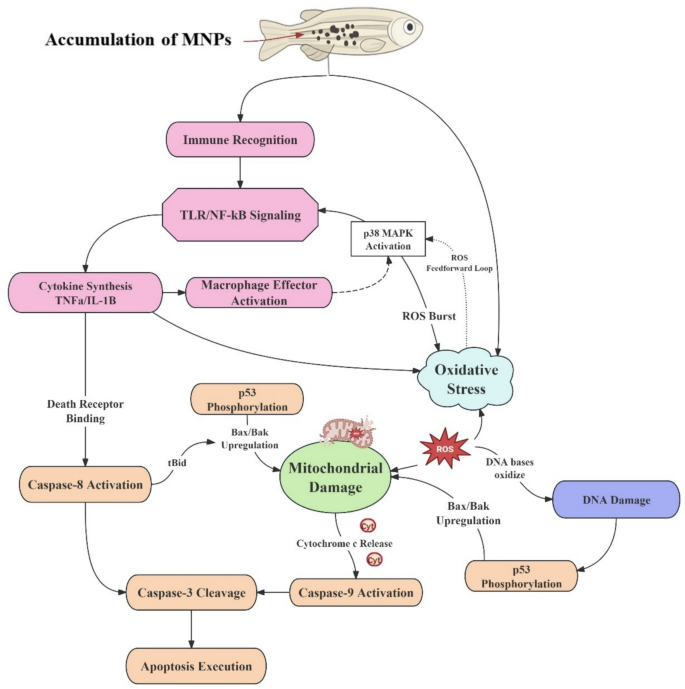 Bioaccumulation and Toxic Effects of Micro- and Nanoplastics in ...
