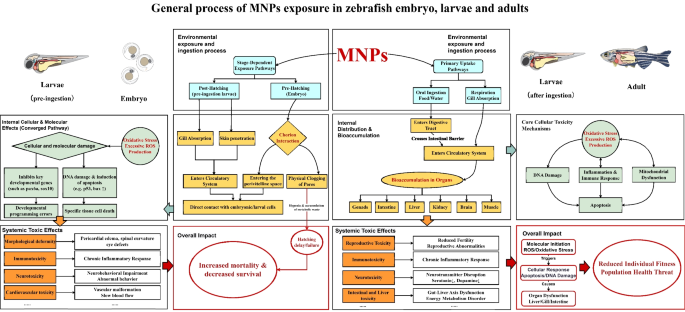 Bioaccumulation and Toxic Effects of Micro- and Nanoplastics in ...