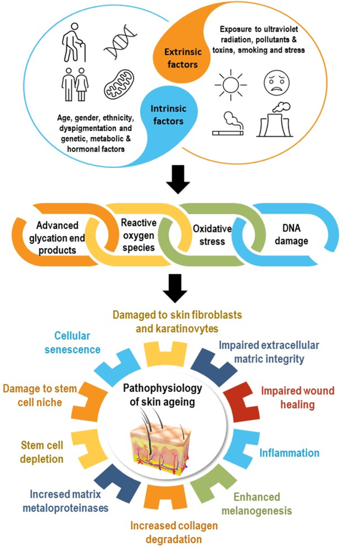 Role of Mesenchymal Stem Cells in Skin Aging and Damage: Insights from ...