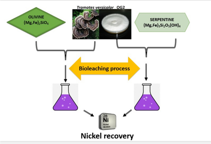 Sustainable Nickel Extraction from Low-Grade Ores via Trametes ...