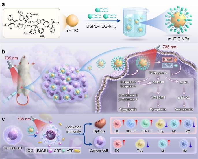 PANoptosis driven immunogenic cell death by a single NIR laser ...