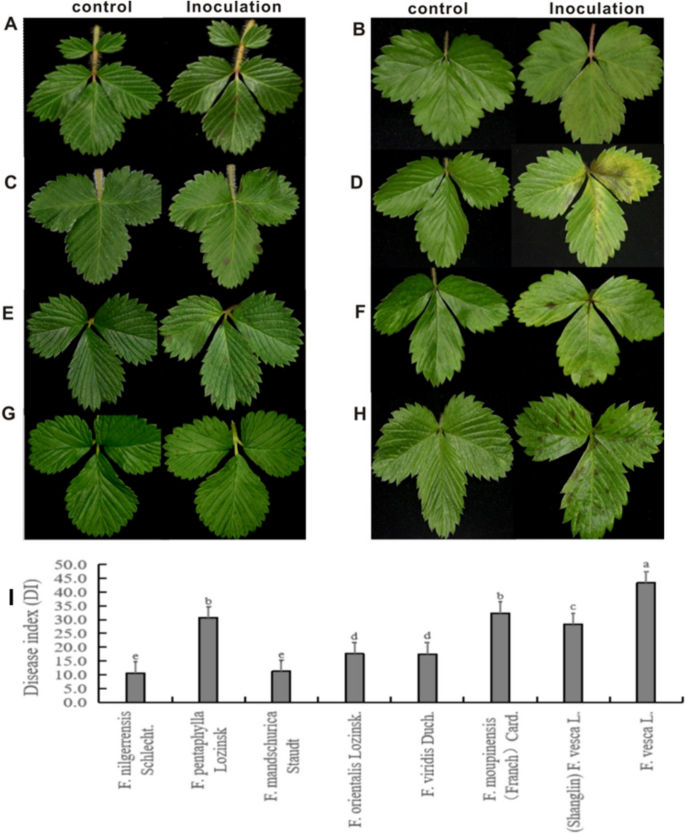 Detached leaf assay-based screening of anthracnose resistant wild ...
