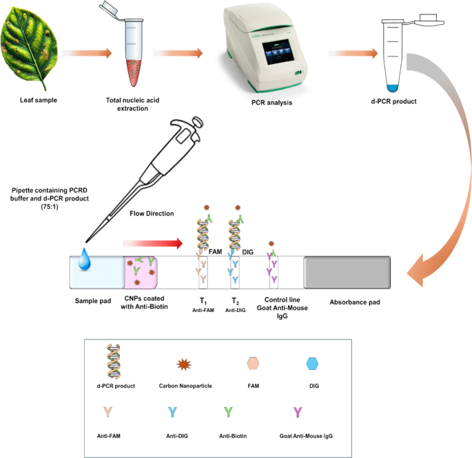 Development of a novel duplex PCR-lateral flow immunoassay (d-PCR-LFIA ...