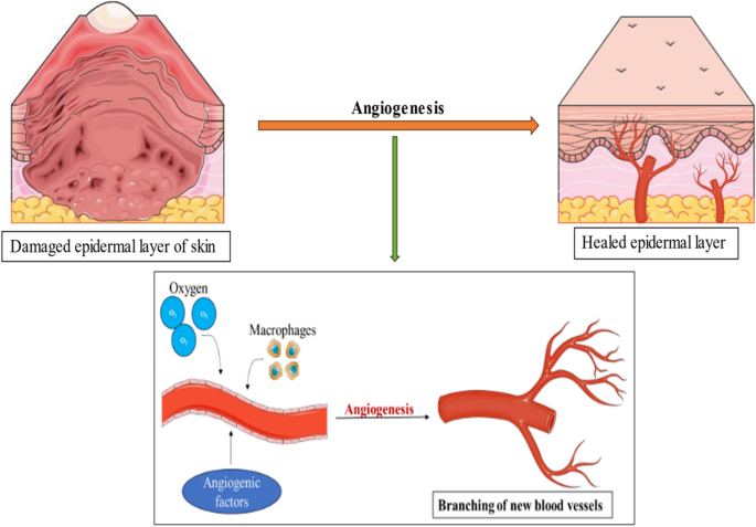 Possible Drug Repurposing and Accelerated Wound Healing | Regenerative ...