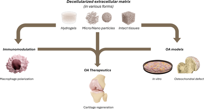 Decellularized Extracellular Matrix Biomaterials for Osteoarthritis ...