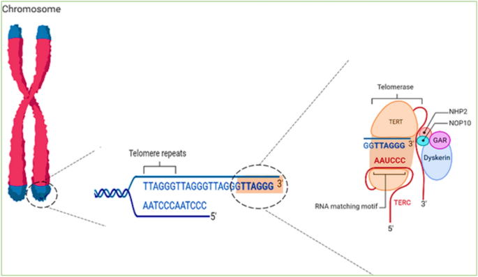 Telomerase Modulating of Breast Cancer Through Nano-Based Drug Delivery ...