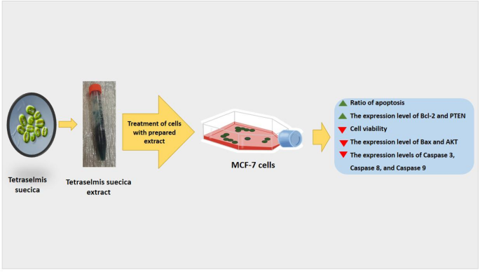 Suppressing effect of tetraselmis suecica algae extracts on growth of ...