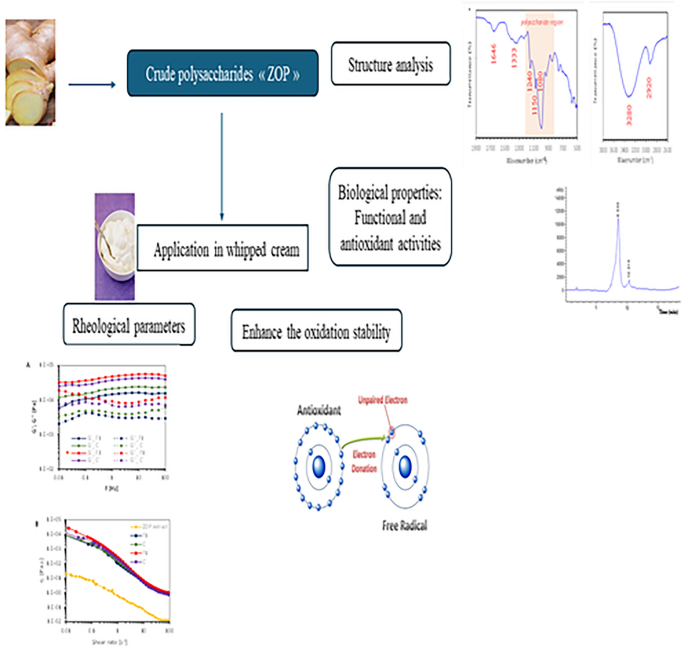 Involvement of characterized polysaccharide extracted from natural source “Zingiber officinale ...