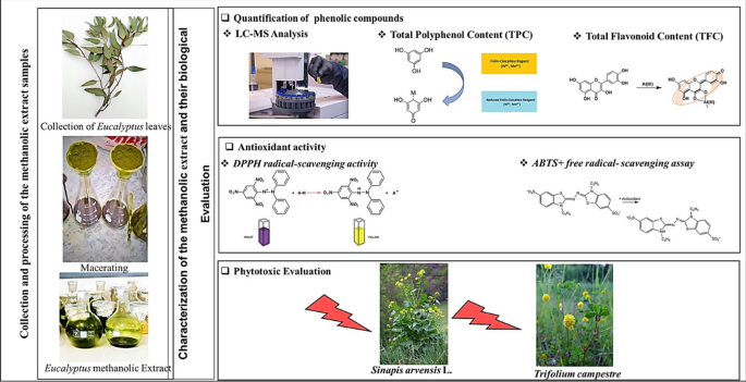 Antioxidant properties and phytotoxic activity of five Eucalyptus ...