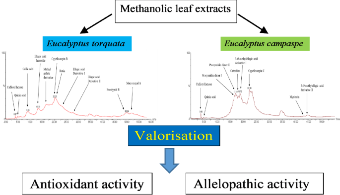 Liquid chromatography- mass spectrometry profiling, antioxidant and ...