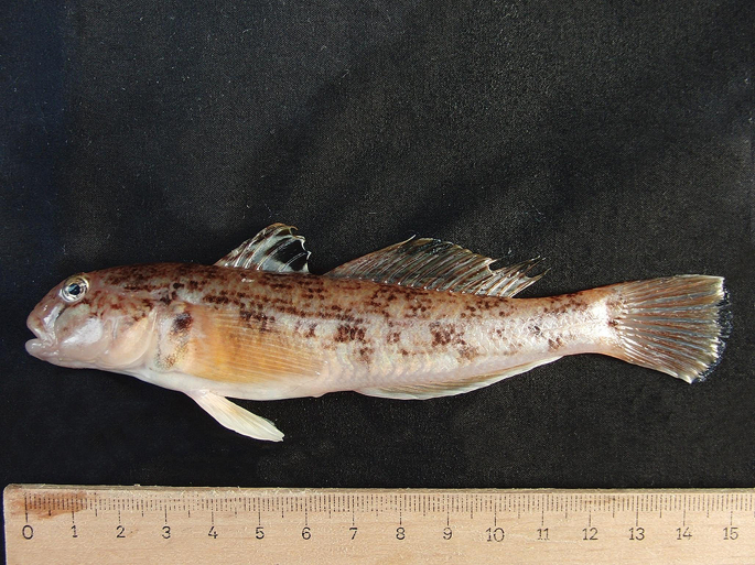 Understanding the Spread of Round Goby (Neogobius melanostomus) (Pallas ...