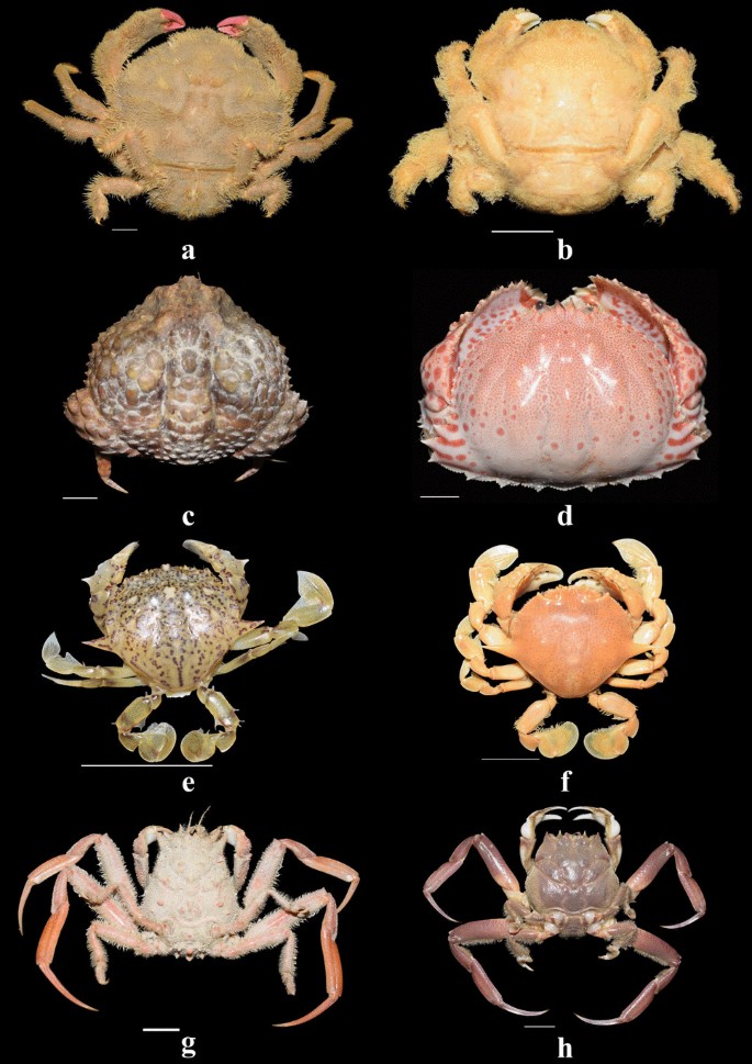 Marine Brachyuran Crabs of Gujarat waters, India: An Updated Checklist ...