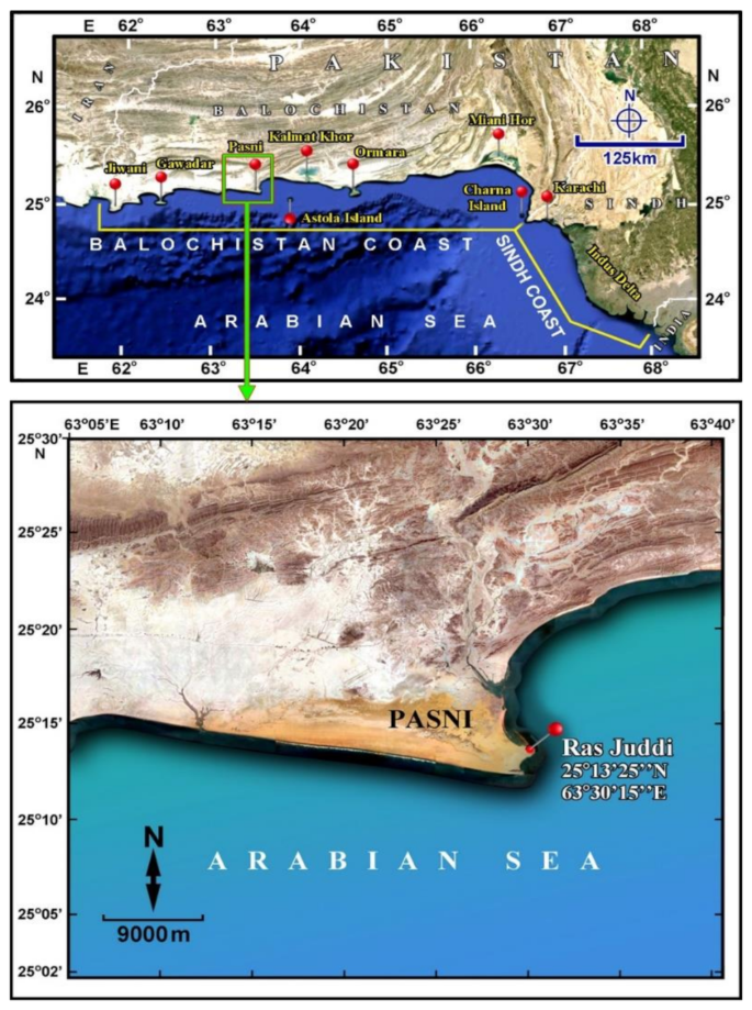 First Record of Margaretta Cereoides (Ellis & Solander, 1786) (Cheilostomata, Margarettidae ...