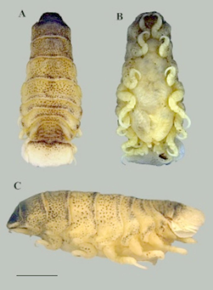 New Host Record for the Marine Fish Ectoparasite, Cymothoa Frontalis ...
