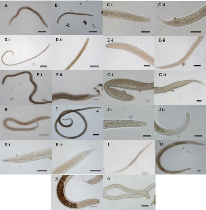 Diversity and Seasonal Dynamics of Nematode Assemblages in the Marine ...