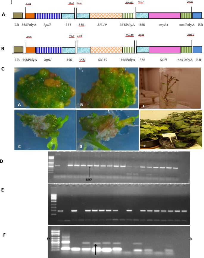 Heterologous expression of distinct insecticidal genes in potato ...